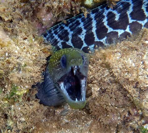 Hawaiis Moray Eels Are Their Own East West Center Susan Scott
