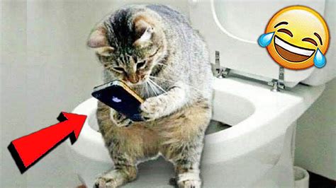 СМЕШНЫЕ ЖИВОТНЫЕ 2020 ПРИКОЛЫ КОТЫ СОБАКИ ЛУЧШИЕ ПРИКОЛЫ с Кошками и Собаками Funny Cats