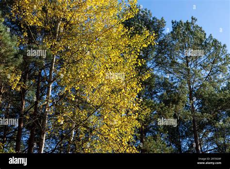 Autumn Nature With Trees During The Fall Of Colorful Foliage Leaf Fall In The Forest With