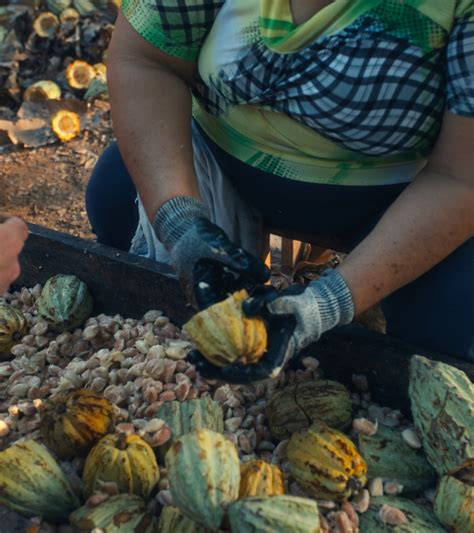 Fermenting Cocoa Beans The Cocoa Circle