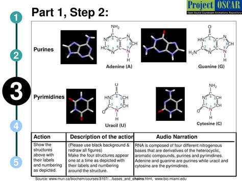 Ppt Structure And Functions Of Rna Powerpoint Presentation Free Download Id 5753919