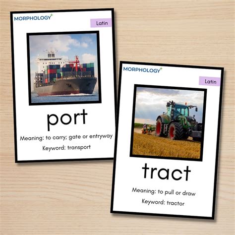 IMSE Morphology Printable Digital 4 In 1 Card Pack