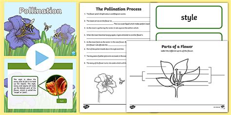 Ks2 Pollination Lesson Teaching Pack Teacher Made Twinkl