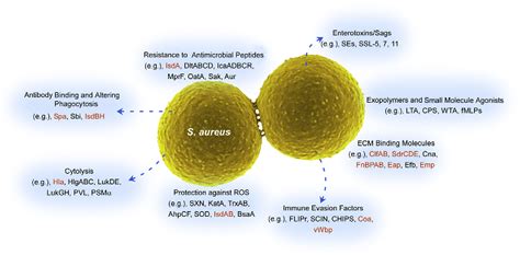 Figure 3 From Pathogenesis Of Staphylococcus Aureus Abscesses Figure 3 From Pathogenesis Of Staphylococcus Aureus Abscesses