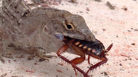 Who Eats Cockroaches Roach Cockroach Insect