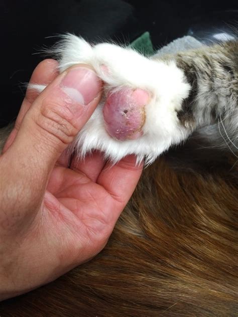 Mucocutaneous Pyoderma Veterinary Practice