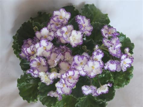 Optimara Ever Precious African Violet