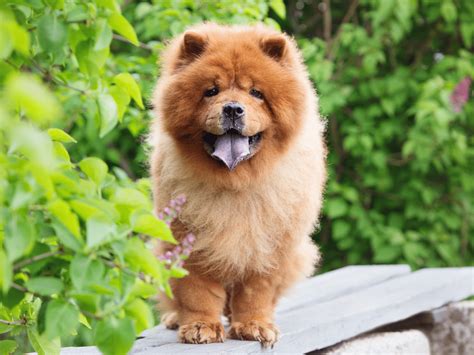 Chow Chow Majestueus Onafhankelijk And Loyaal Ras