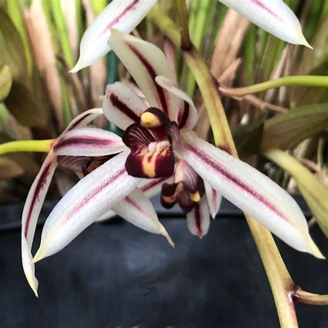 Cymbidium Orchid Species A Beginners Guide