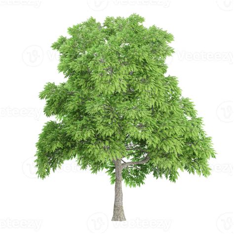 Beautiful Sassafras Tree Isolated On Canvas 53339343 Png