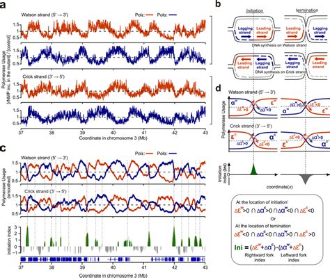 Polymerase Usage And Replication Initiation Across The Human Genome A Download Scientific