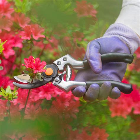How To Prune Azaleas Correctly Family Handyman