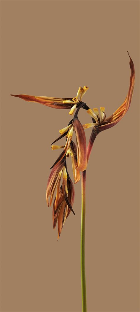 Hyperos澎湃os系统内置壁纸