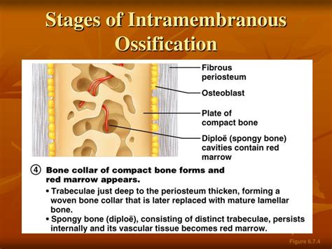Ppt Stages Of Intramembranous Ossification Powerpoint Presentation Free Download Id 6011019