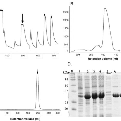 Figure S1 Three Step Purification Of Native B Subtilis Biow Relevant