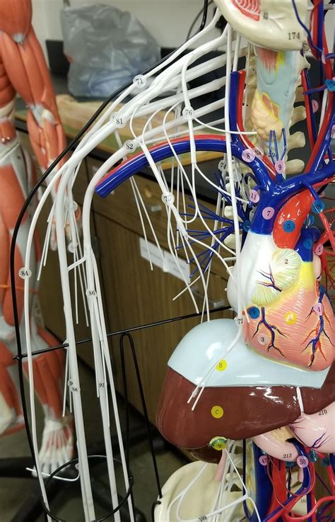 Brachial Plexus Radial Nerve Diagram Quizlet