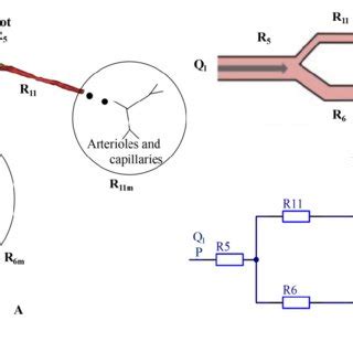 Rm Calculation Model A There Was A Large Number Of Small Arteries Download Scientific