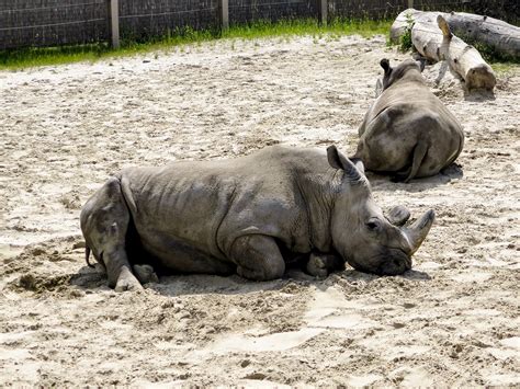 Rhino Rest Calm Free Photo On Pixabay Pixabay