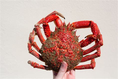 Japanese Spider Crab Edible The Giant Japanese Spider Crab Sigq