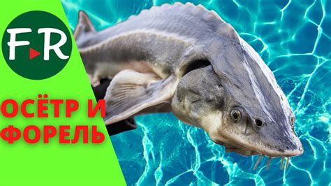 Центр разведения ценных пород осетровых ВолГАУ Разведение осетра и форели в УЗВ Youtube