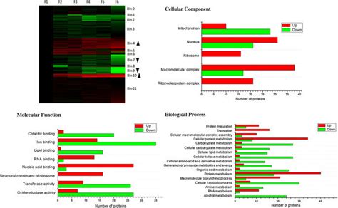 Functional Categorization Of Up Regulated And Down Regulated Proteins