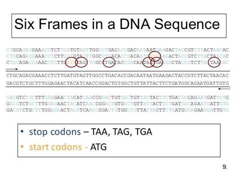 Bsc Biochem I Bobi U 4 Gene Prediction