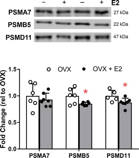 Transcriptomic Profiling Reveals 17β‐estradiol Treatment Represses