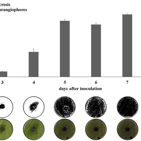 disease progression on potato leaf disks pictures were taken daily download scientific diagram