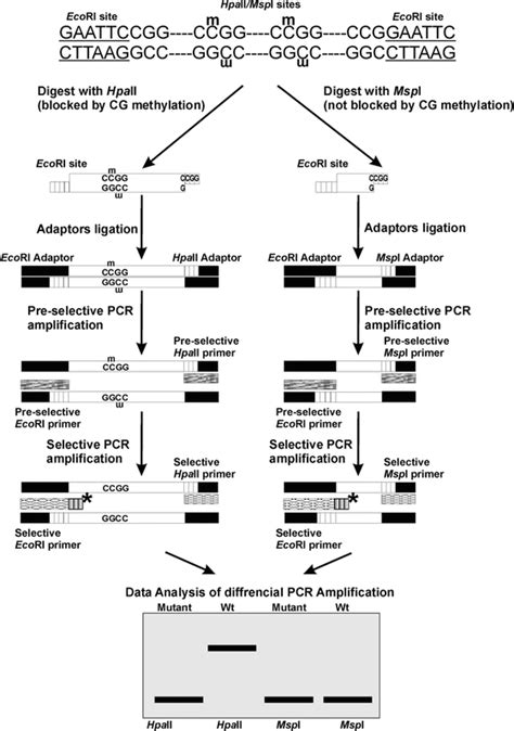 Global Dna Methylation Analysis Using Methyl Sensitive Amplification Polymorphism Msap