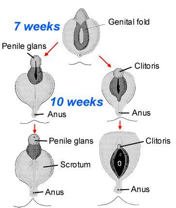 Understand Male And Female Anatomy For Choosing Bicycle Seats