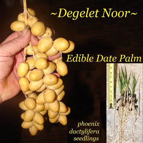 Polynesian Produce Stand Edible Date Palm ~degelet Noor~ Phoenix