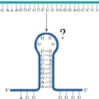RNA Secondary Structure Prediction Download Scientific Diagram