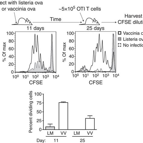 Non Antigen Specific T Cell Expansion Facilitates Lec Proliferation And Download Scientific