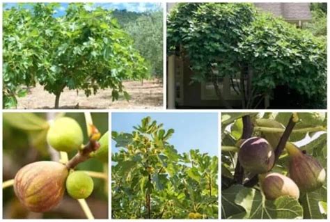 15 Trees That Thrive In Usda Hardiness Zone 6