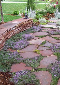 Creeping Thyme Between Flagstone