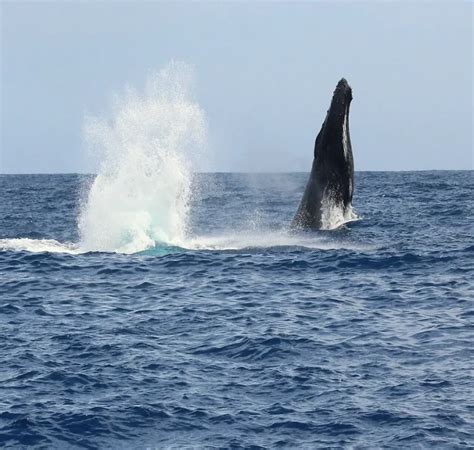 Best Tour For Swimming With Whales Tahiti 2025