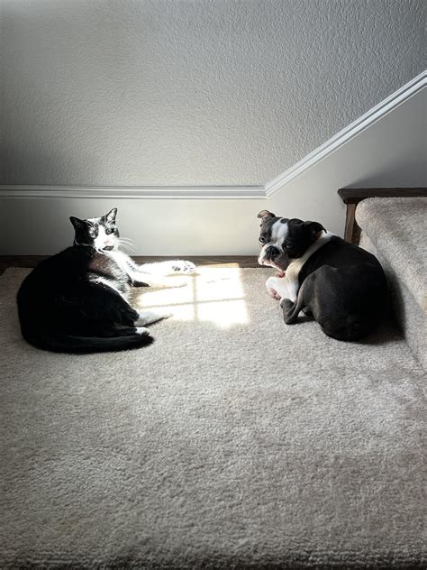 Well Hell Froze Over Ms Coco Is Sitting With Archie 🩷 R Bostonterrier