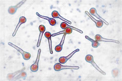 Tetanus Bacteria Illustration Stock Image F037 5860 Science Photo Library