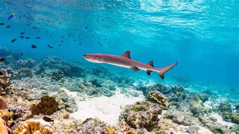 Sapi Island Scuba Diving Adventure In Kota Kinabalu Sabah Klook The