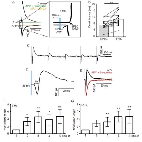 The Thalamofrontal Integration Window Increases At High Frequency A 212 Download Scientific