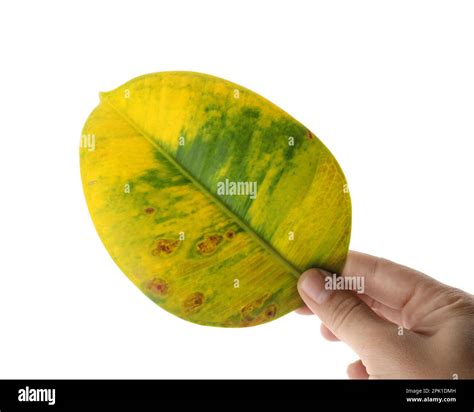 Woman Holding Leaf With Blight Disease On White Background Closeup