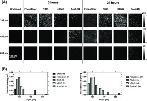 A Representative Confocal Fluorescence Microscope Scans And B
