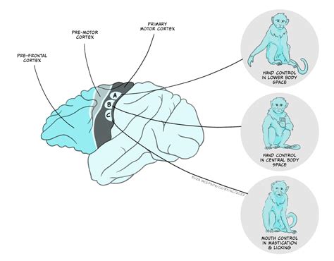 The Motor System Introduction To Biological Psychology
