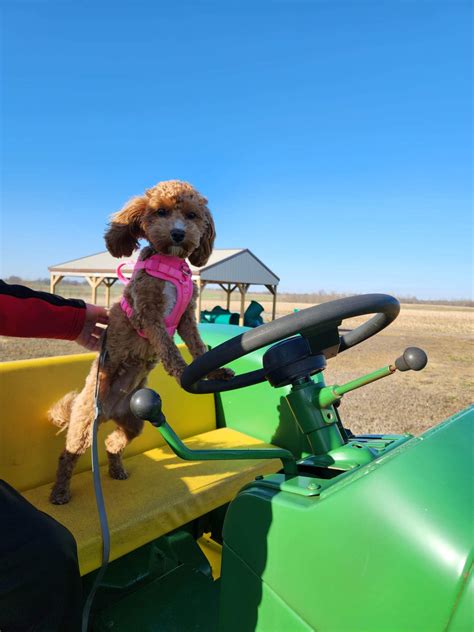 Farm Girl 🙂 Rcavapoo