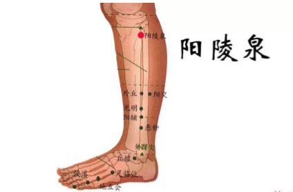阴陵泉穴最笨找法，阴陵泉的准确位置图和作用 主治