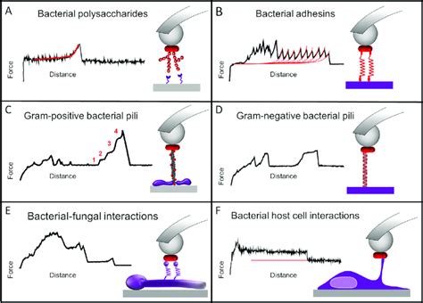 Single Cell Force Spectroscopy Method To Decipher Bacterial Adhesion