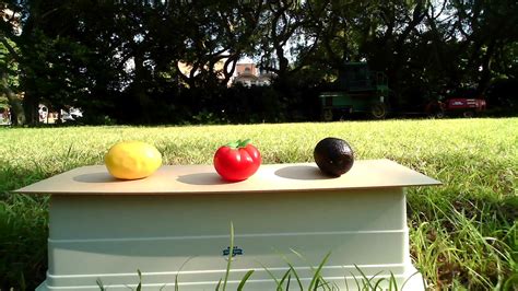 Video Object Detection Dataset By Fruit Detection