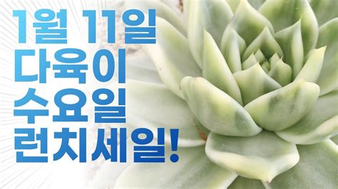 판매완료 1월 11일 다육이 수요일 ☀️런치세일☀️ 다육이 금다육 다육이창 多肉植物 다육이키우기 Youtube