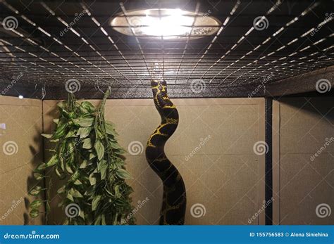 Anaconda In Captivity Transportation Of A Python In A Box A Cage