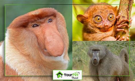 Domestic Monkey Breeds